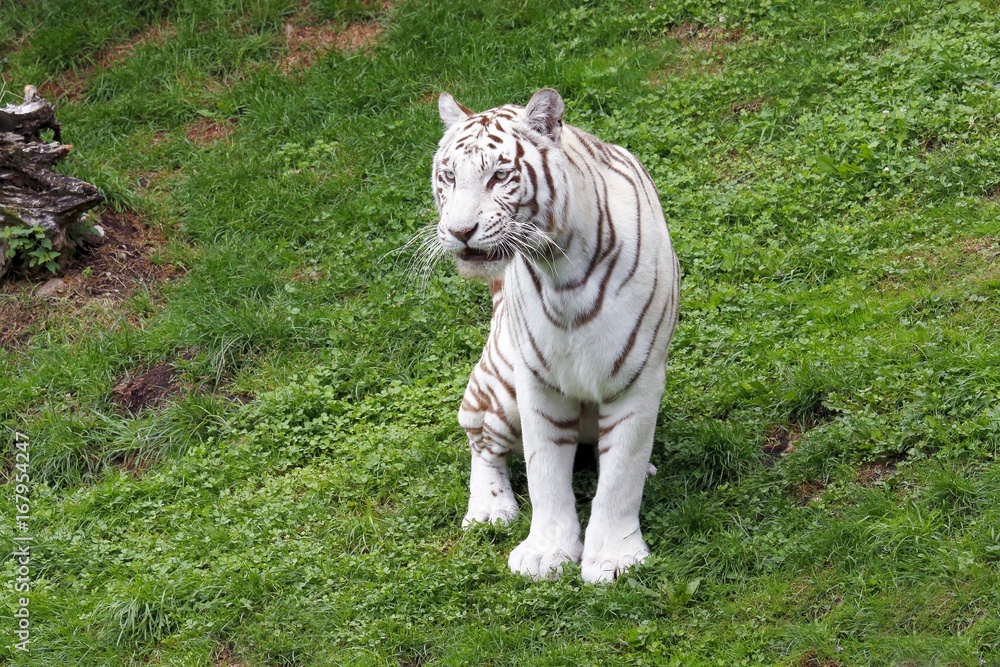 Tigre blanc royal (Panthera tigris) young tiger animal Stock Photo ...