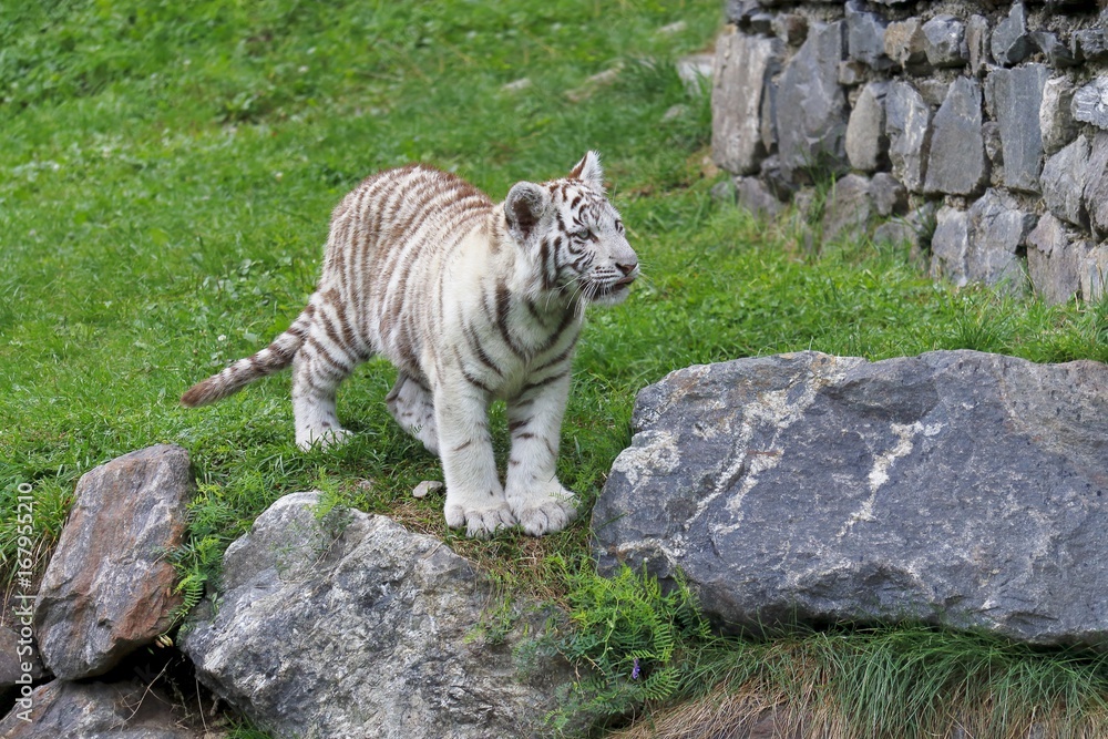 Tigre Blanc Royal
