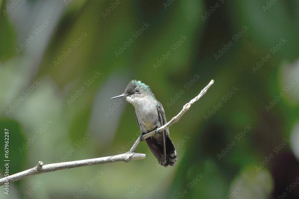 Colibri en martinique Stock Photo | Adobe Stock