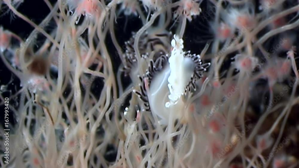 Coryphella verrucosa slug Tubulariae Hydroid jellyfish underwater of ...