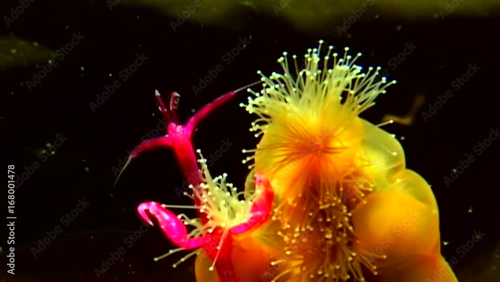 Lucernaria quadricornis captures and eats Caprella underwater in White ...