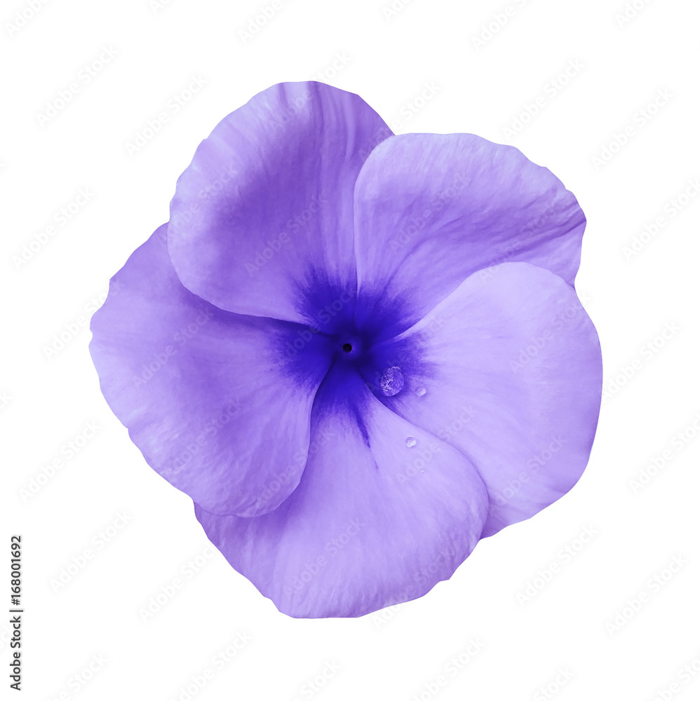 violet flower on isolated white background with clipping path. Closeup ...