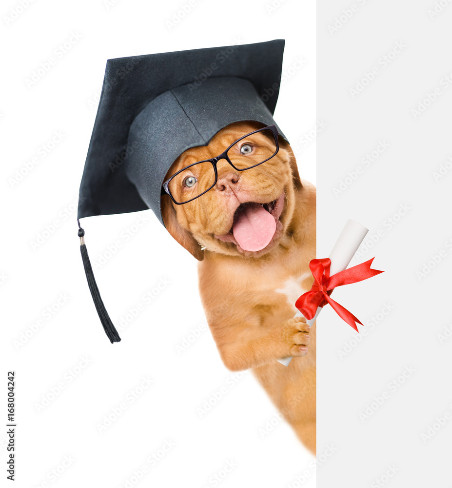 Graduated dog with diploma peeking above white banner. isolated on ...