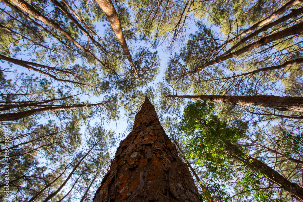 Giant keyaki(Japanese zelkova) and cherry trees behind at Showa Kinen ...