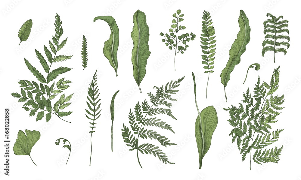 Fern realistic collection. Hand drawn sprouts, frond, leaves and stems ...