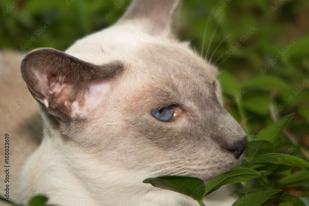 Oriental Blue Point Siamese Cat