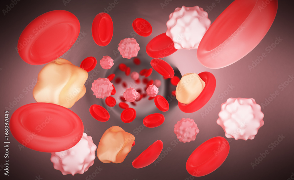 Red blood cells erythrocytes in interior of arterial or capillary blood ...