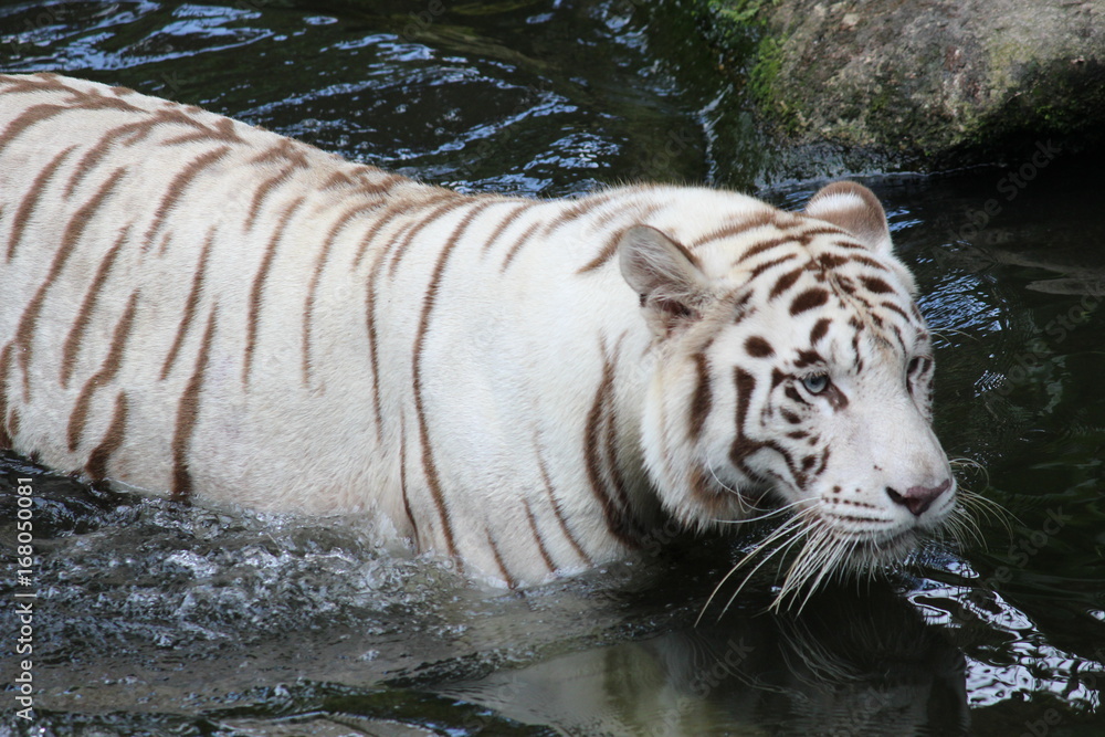 White Tiger Water