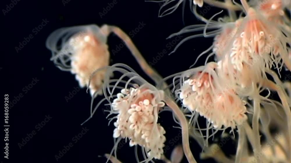 Tubulariae bell Hydroid jellyfish underwater on black background of ...