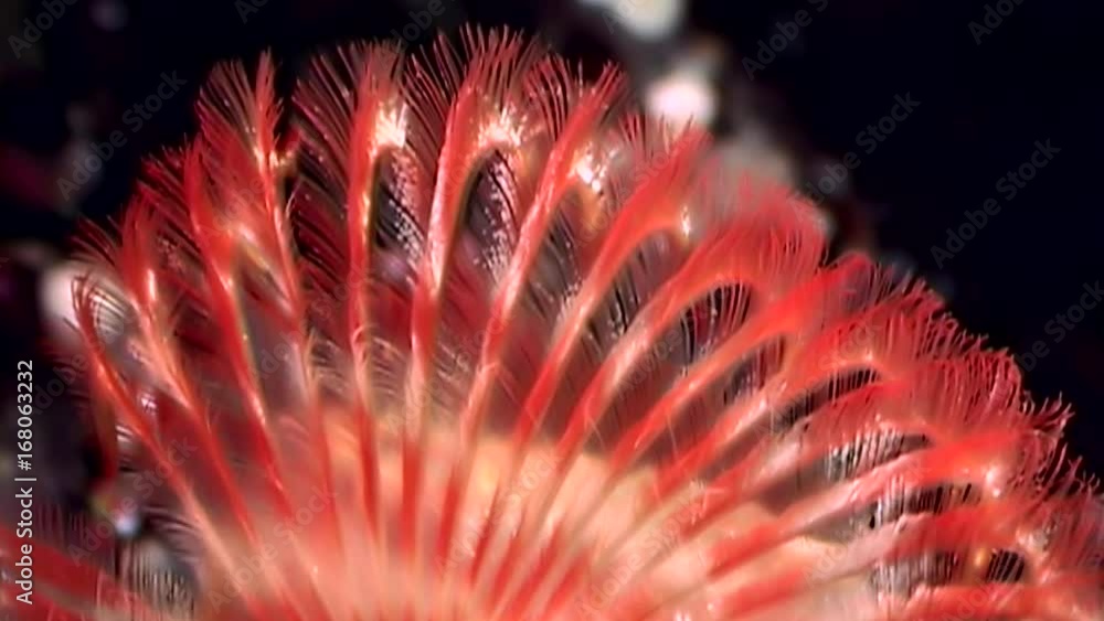 Bright red polychaete worm macro underwater on seabed of White Sea ...