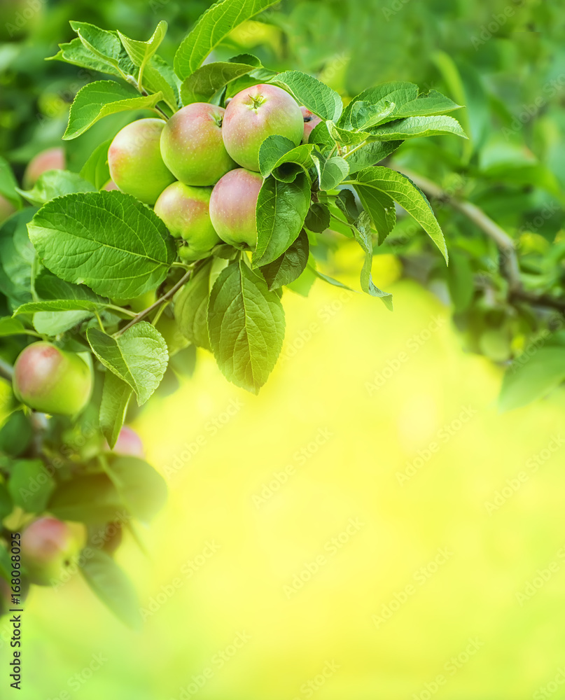 Branches of apple tree with apples forming a frame, arch. Free space ...