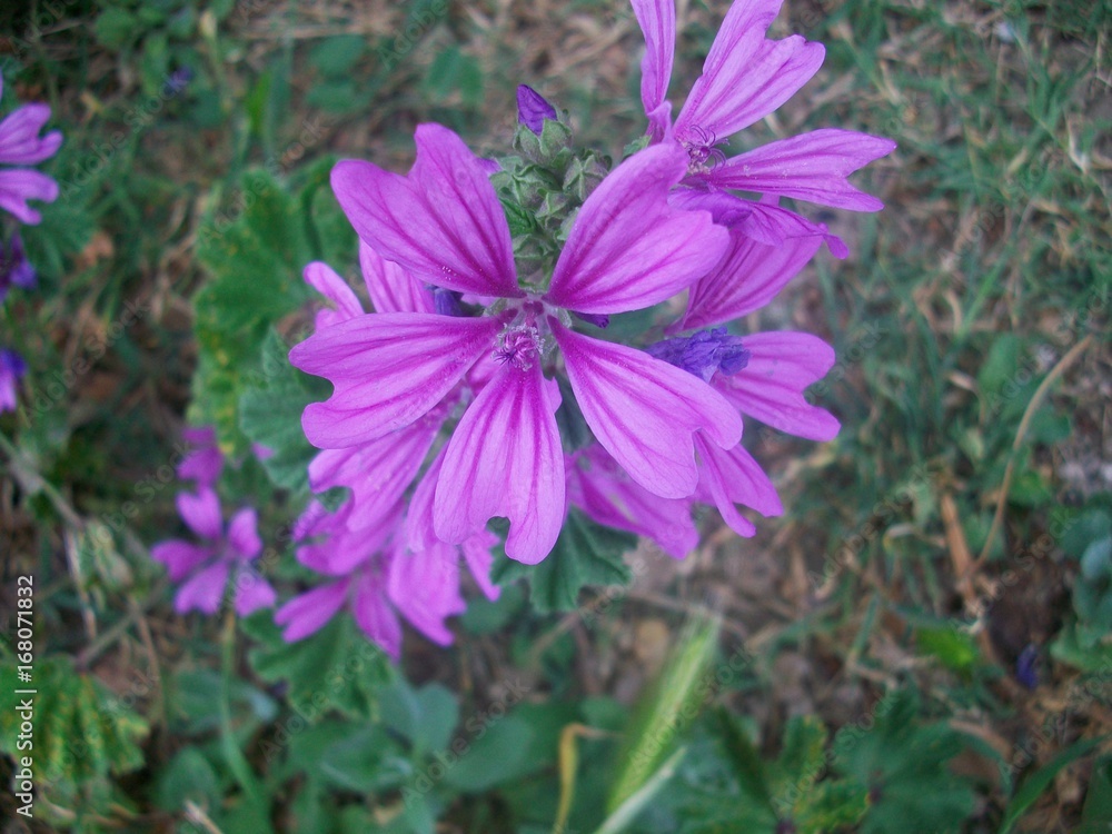 fiori di malva selvatica, pianta medicinale Stock-Foto | Adobe Stock