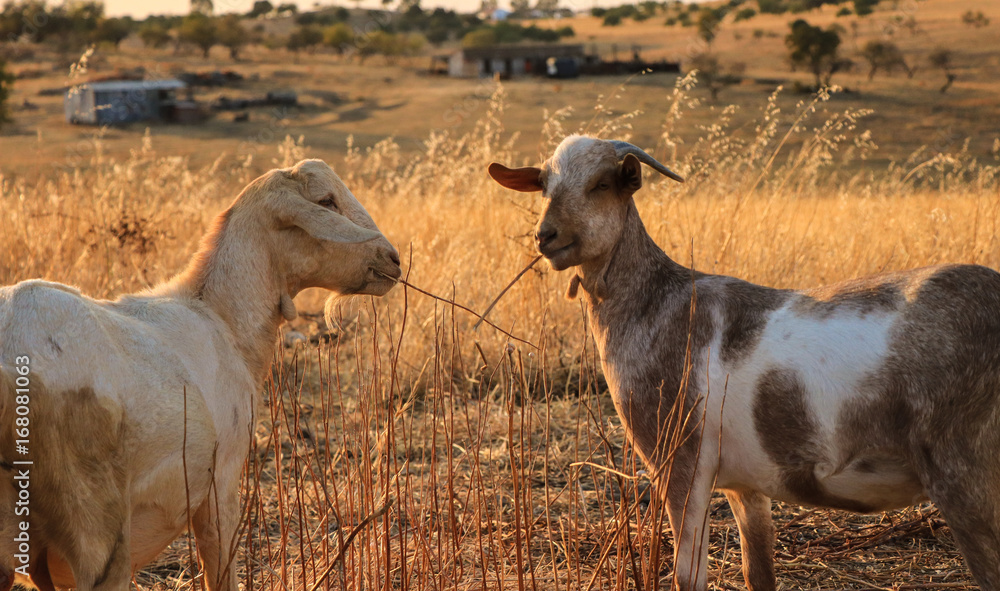 Goats in a field at sunset Stock Photo | Adobe Stock