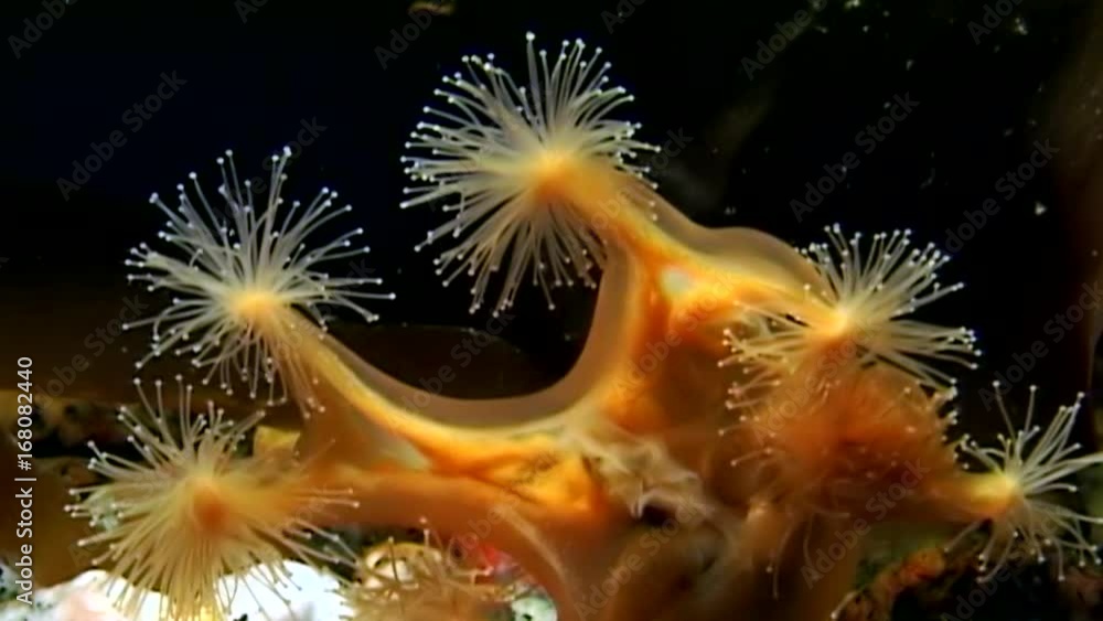 Lucernaria quadricornis underwater in White Sea. Unique dramaturgy pic ...