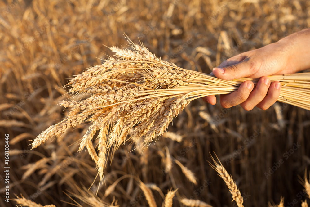 environment, crop, country lifestyle concept. in light of the rising ...