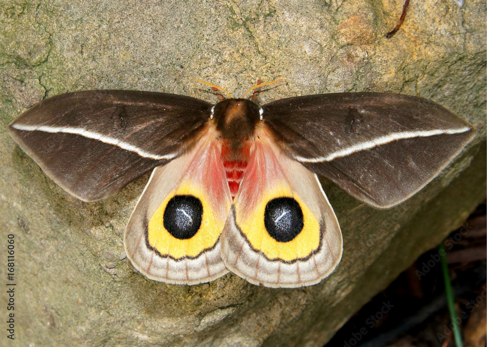 Uncommon silk moth butterfly - Zephyr eyed Silk moth, Automeris ...
