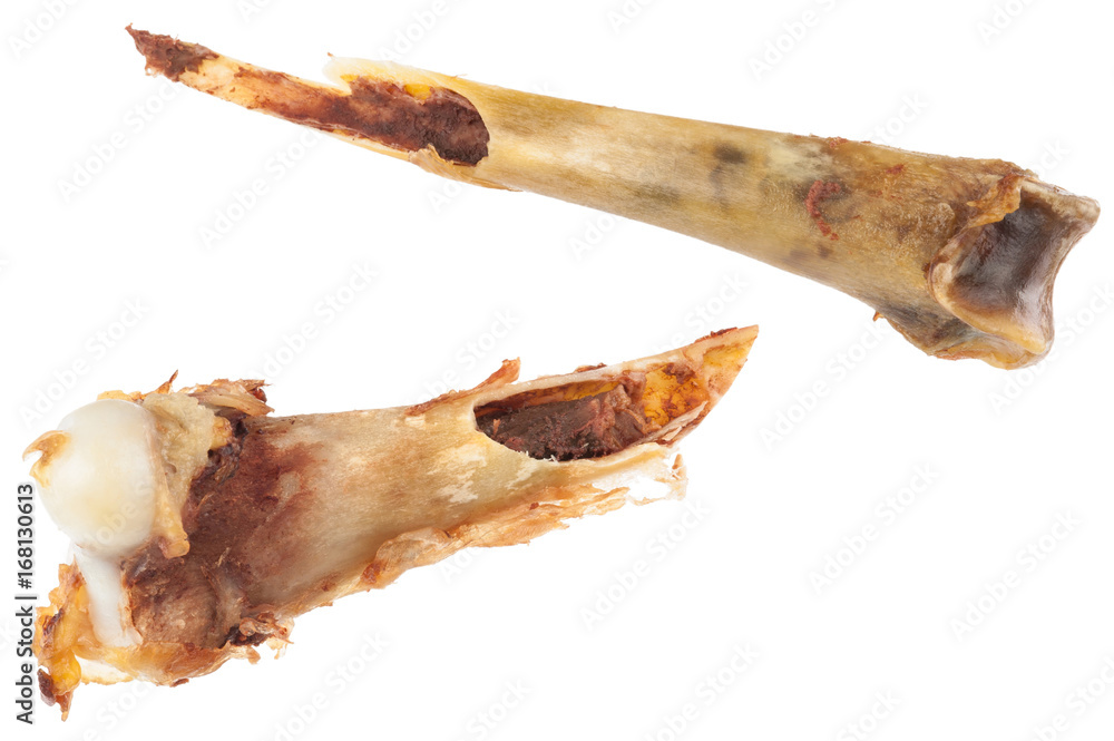 Broken chicken bone Stock Photo | Adobe Stock
