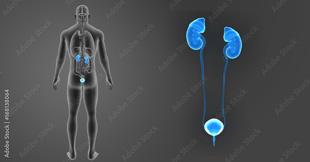 Urinary system zoom with organs posterior view Stock Photo | Adobe Stock