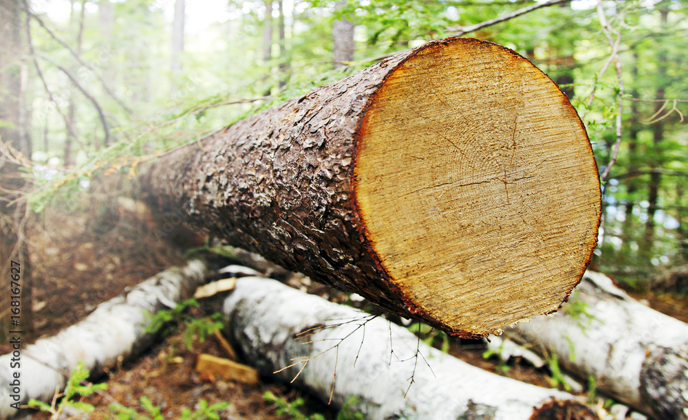 Baum Stock-Foto | Adobe Stock