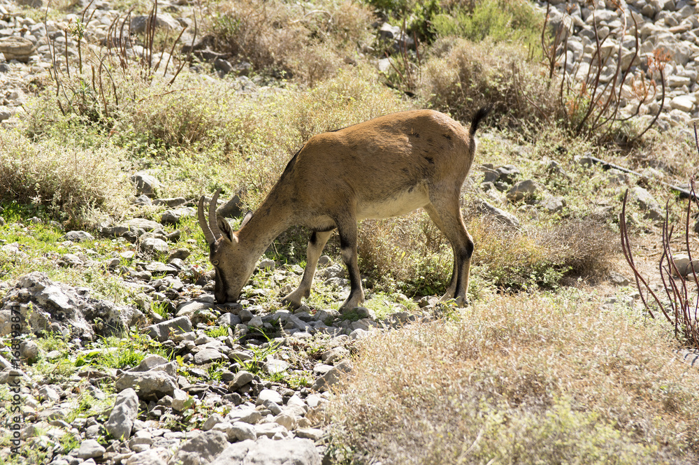 Capra aegagrus cretica, Cretan goat, Agrimi, Cretan Ibex, kri-kri goat ...