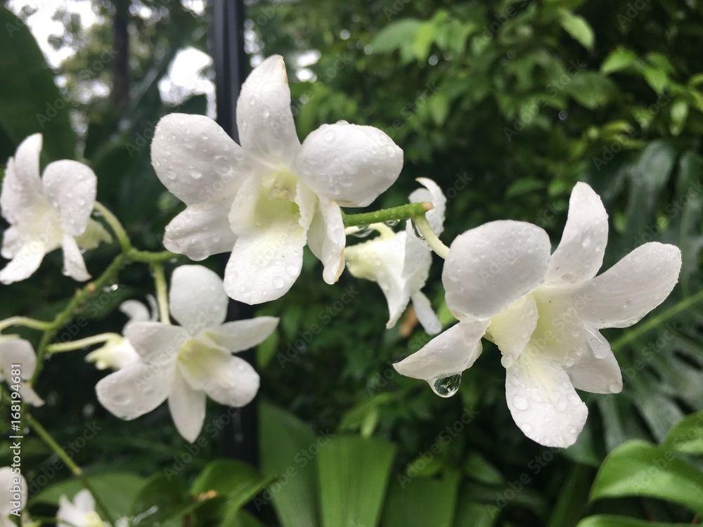 Dendrobium memoria princess diana orchid flower Stock Photo | Adobe Stock