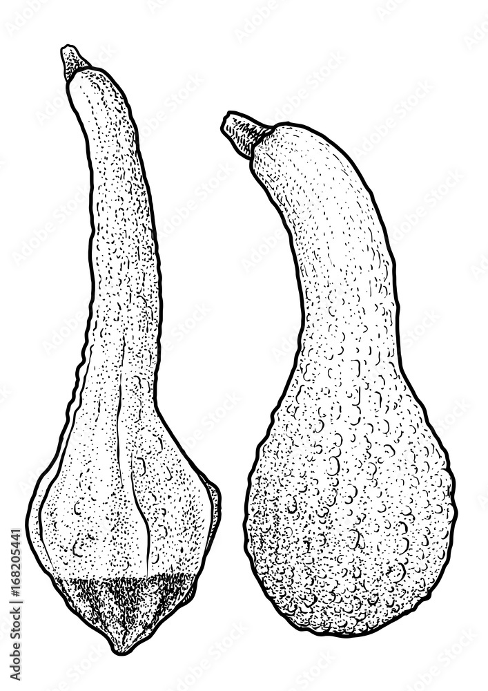 Squash illustration, drawing, engraving, ink, line art, vector Stock ...