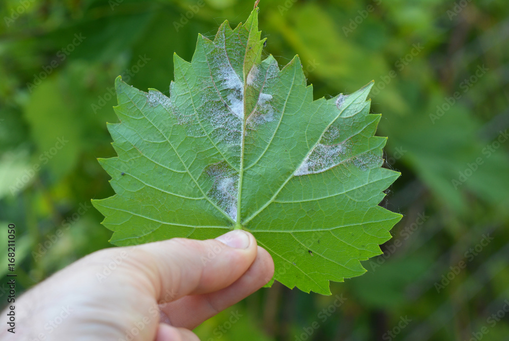 Grapevine diseases in Gardener Hand. Downy Mildew (Plasmopara vitikola ...