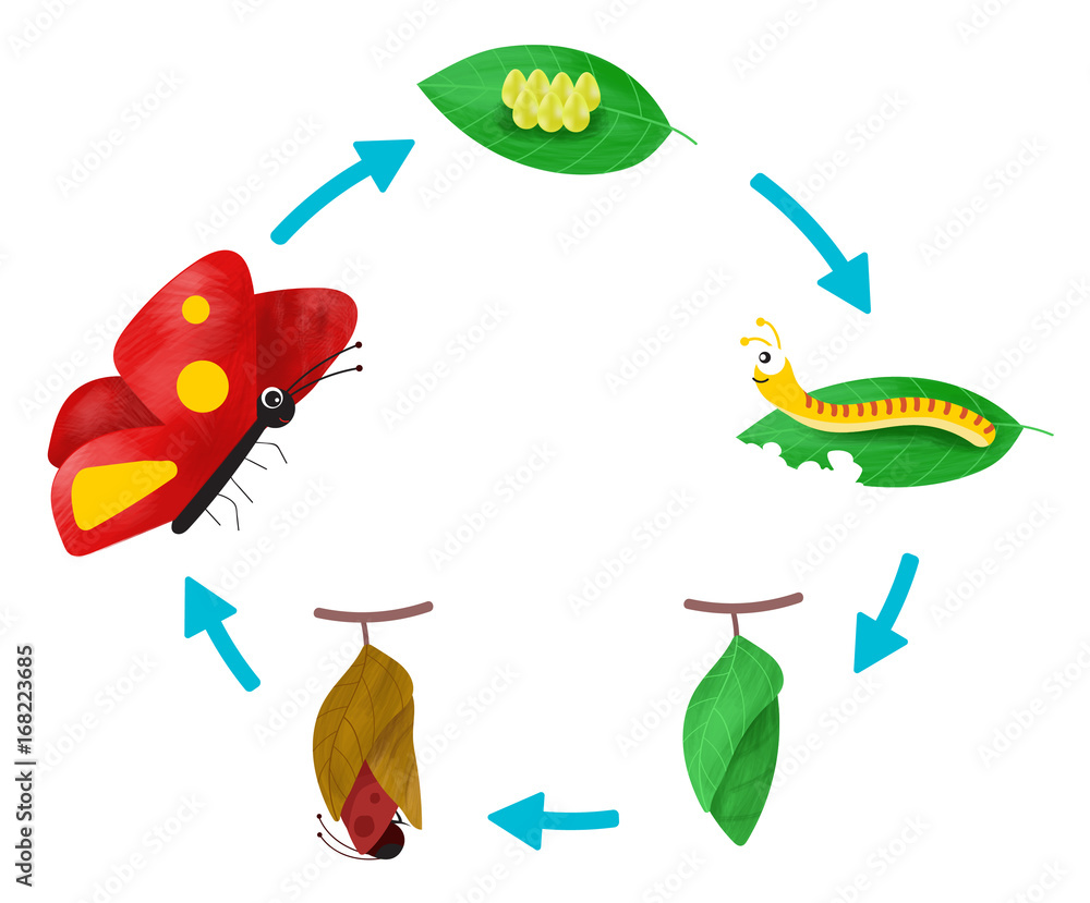 Life cycle of a butterfly Stock Illustration | Adobe Stock