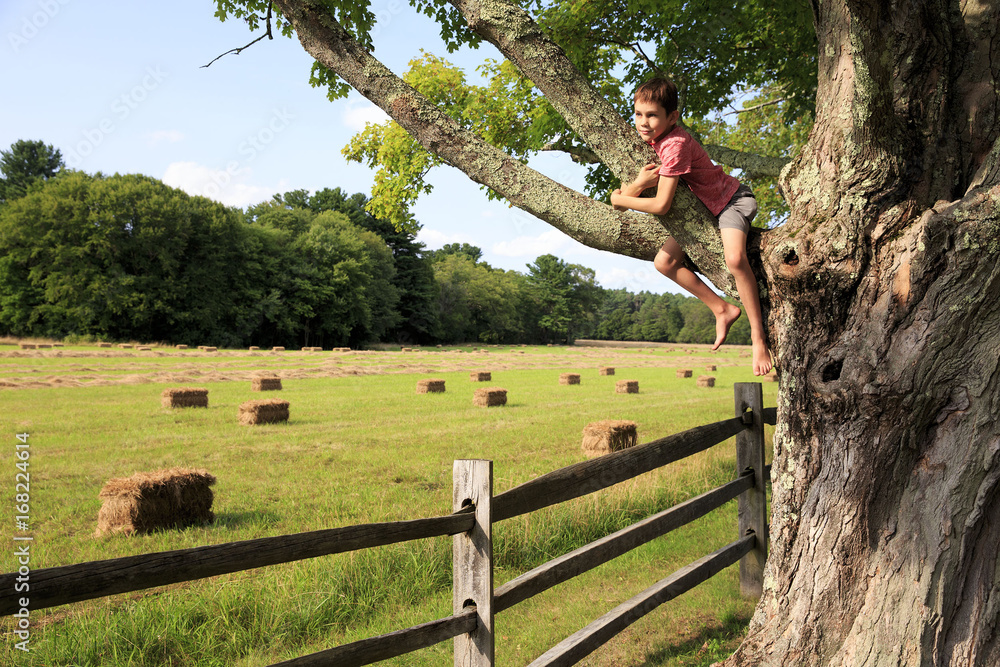 boy playing on a high tree. Concept of happy and free childhood on a ...
