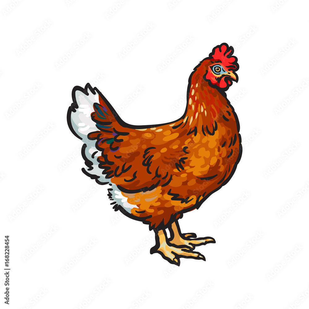 vector cartoon hand drawn sketch chicken. Isolated illustration on a ...