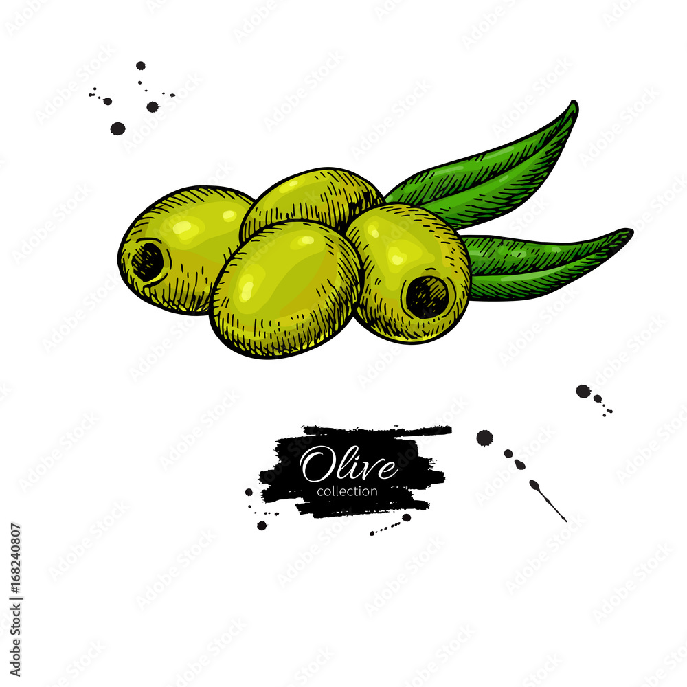 Pitted olive with leaves. Hand drawn vector illustration. Isolated ...