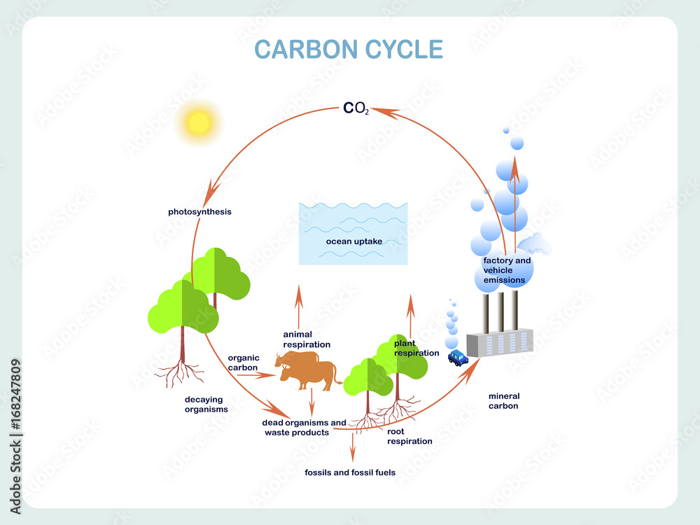 Scheme of the Carbon cycle, flats design stock vector illustration ...