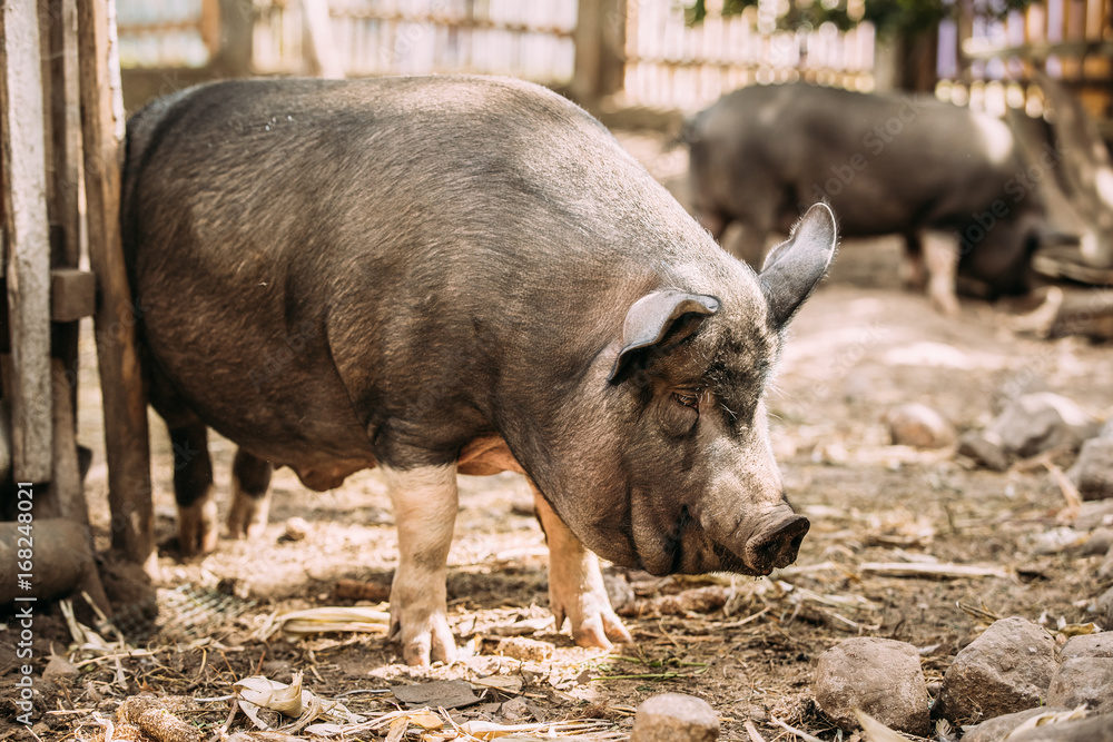 Pig Itches About The Fence In Farm Yard. Pig Farming Is Raising Stock ...