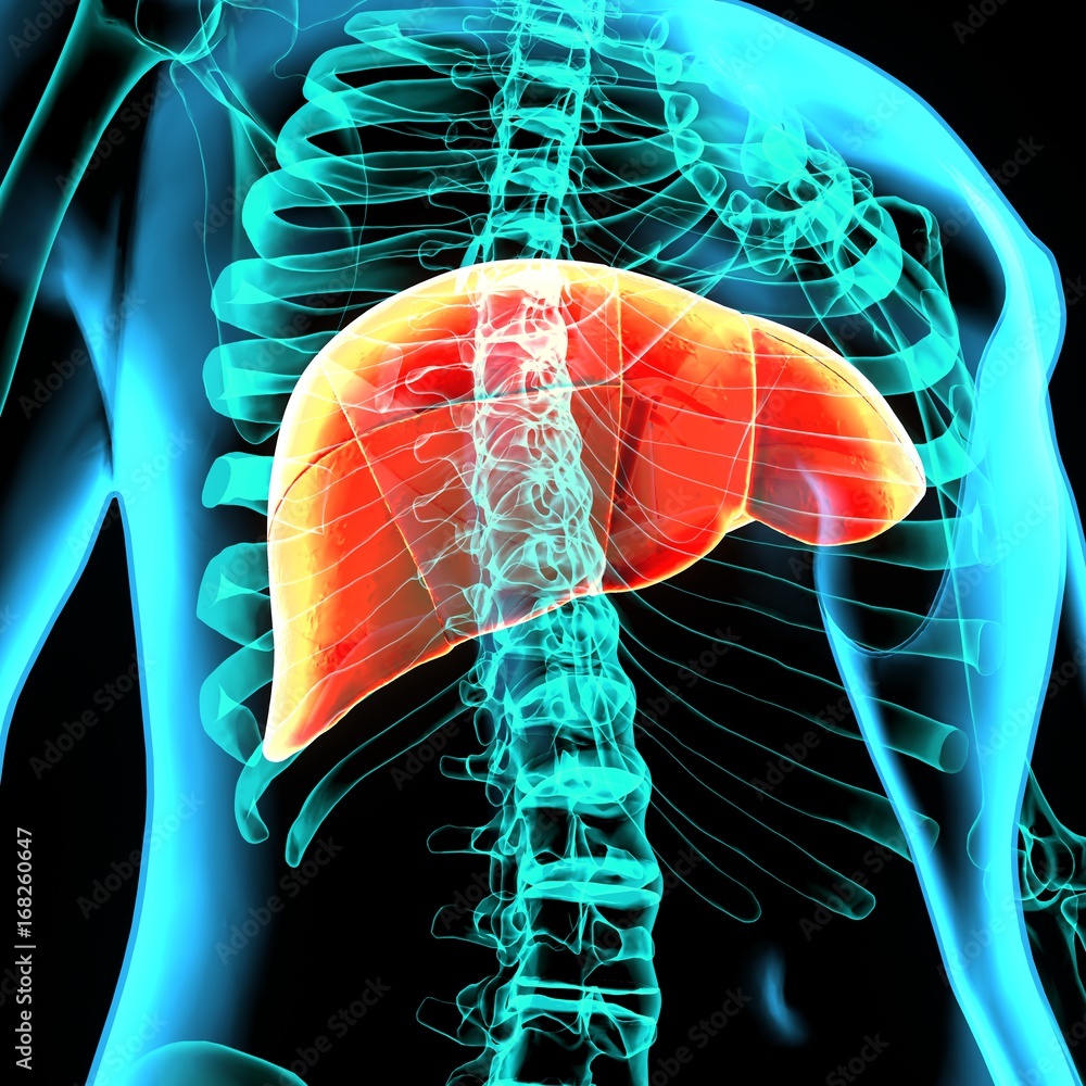 3d illustration of digestive system anatomy(liver,stomach,respiration ...