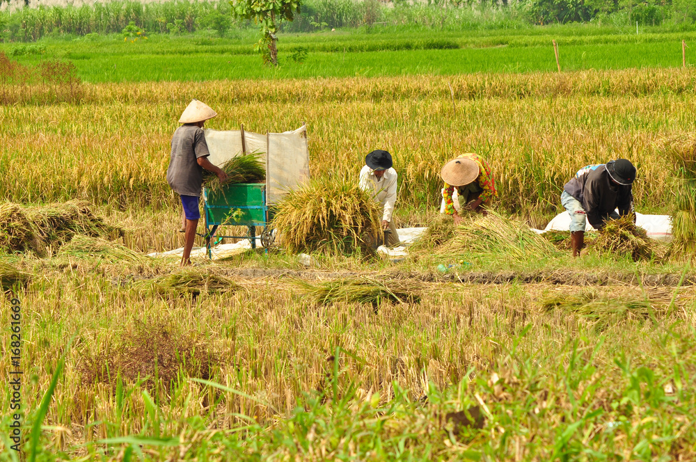 Rice Paddy Farmer