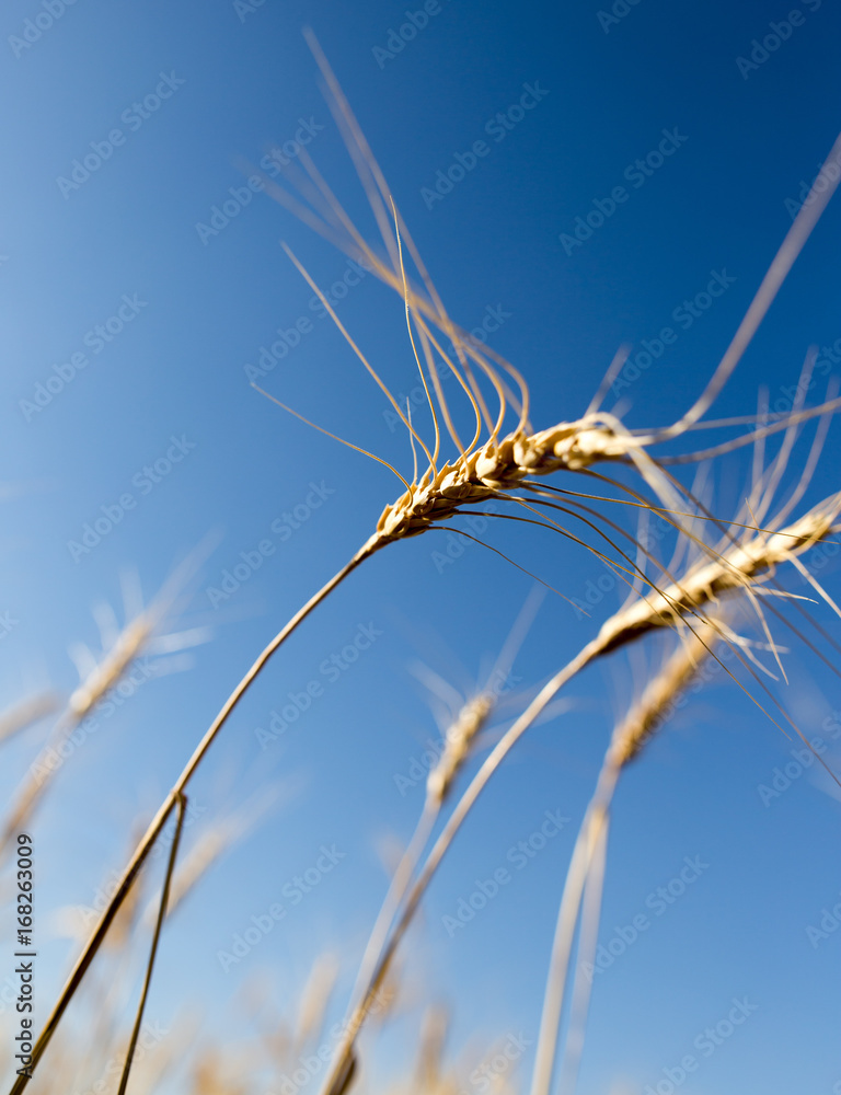 Yellow ears of wheat against the blue sky Stock Photo | Adobe Stock