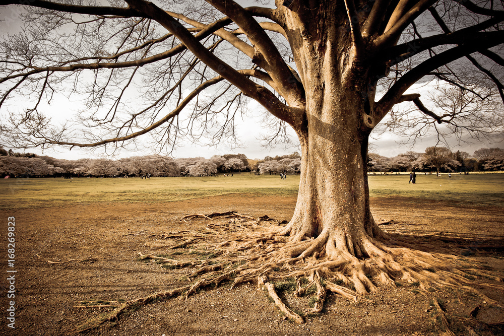 Giant keyaki(Japanese zelkova) and cherry trees behind at Showa Kinen ...