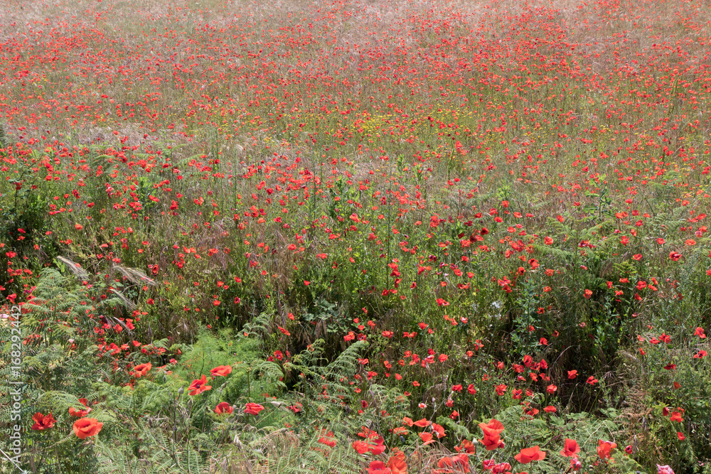 Mohnblumen Stock-Foto | Adobe Stock