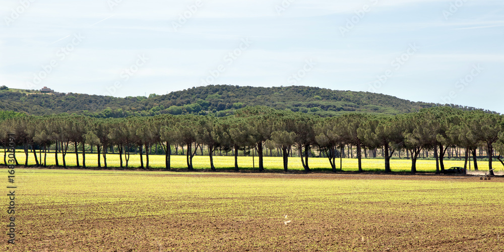 Pinien Stock-Foto | Adobe Stock