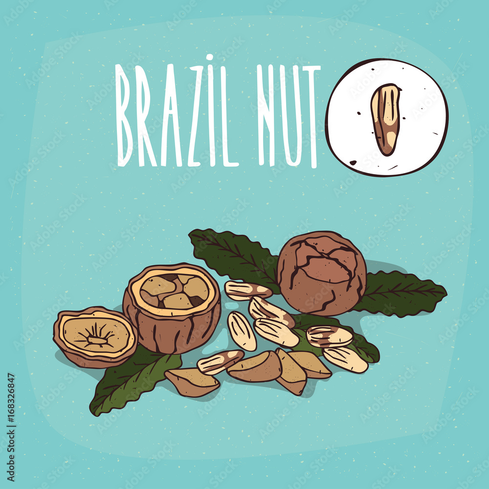 Set of isolated plant Brazil nut nuts herb with leaves, Simple round ...