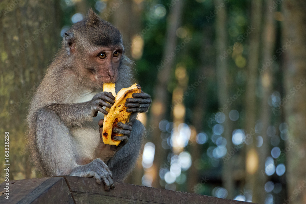 wild lebende tiere, affenpark, essen, banane Stock Photo | Adobe Stock