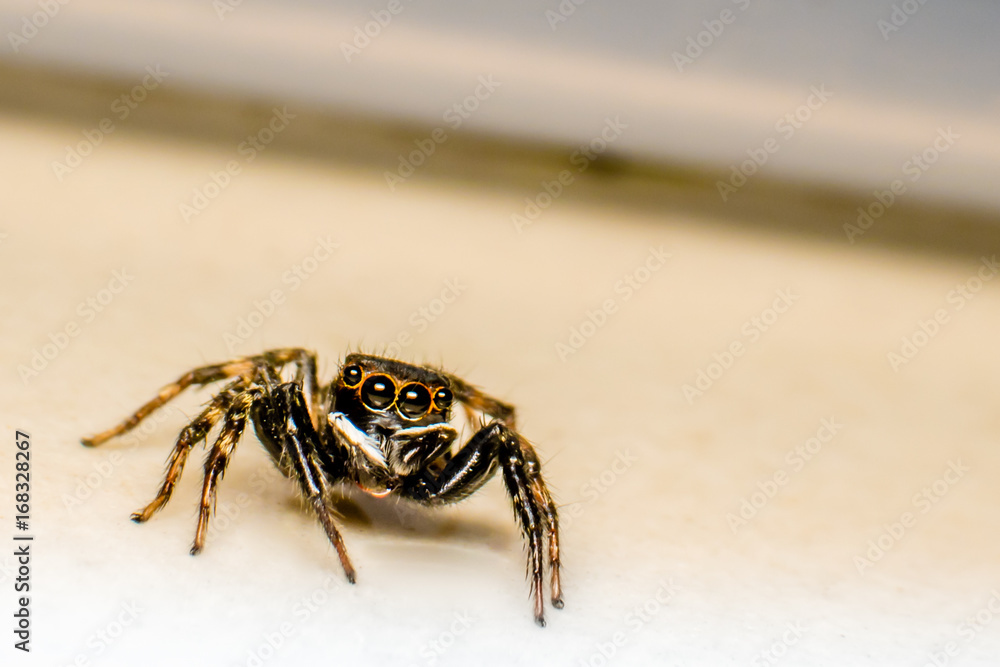 Tiny Black Spider Stock Photo | Adobe Stock