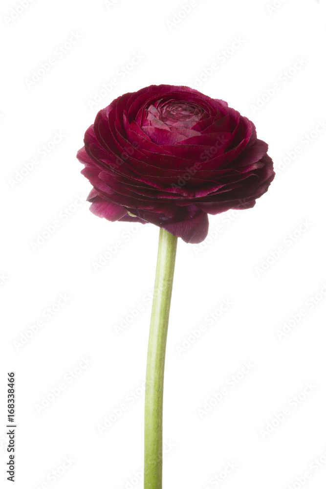 Red persian buttercup flower isolated on white background Stock Photo ...