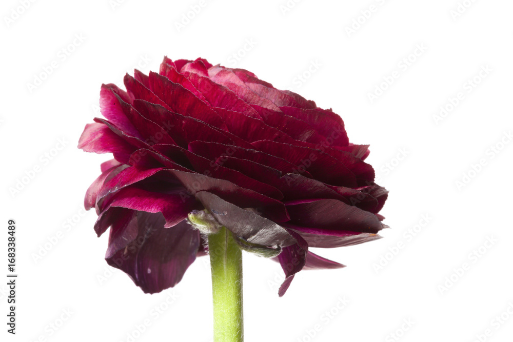 Red persian buttercup flower isolated on white background Stock Photo ...
