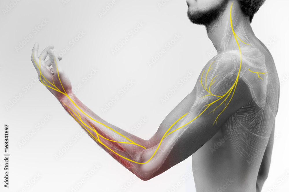 Illustration of the human arm anatomy representing nerves, bones and ...
