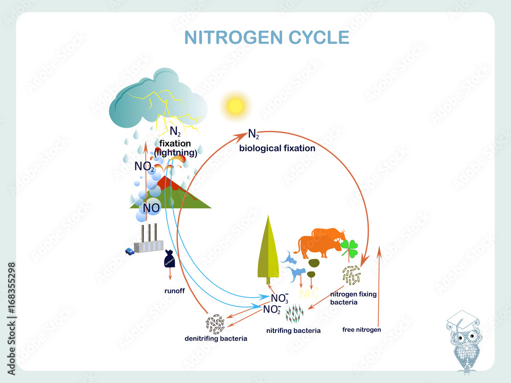Scheme of the Nitrogen cycle, flats design vector illustration Stock ...