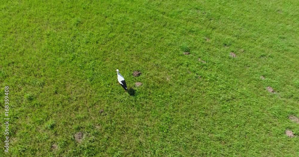 Vídeo do Stock: Low altitude aerial following stork bird walking over ...