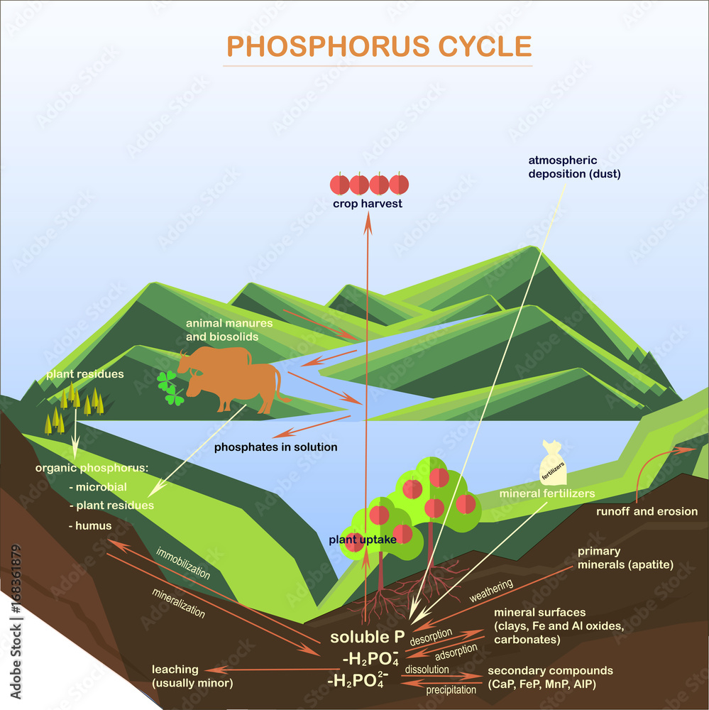 Biogeochemical Cycle Of Phosphorus