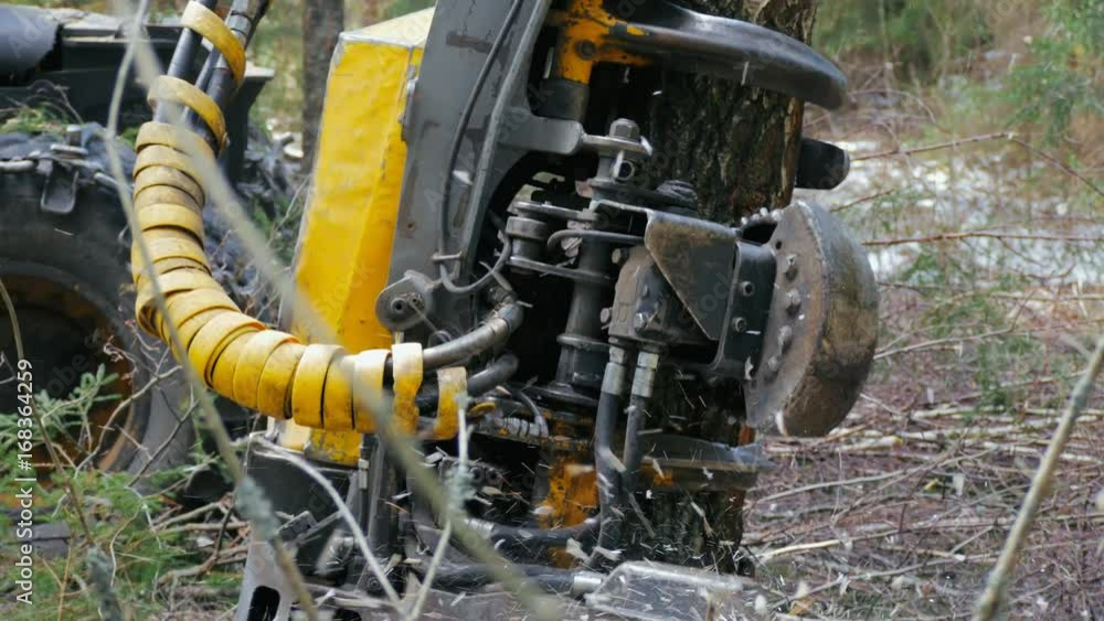 Logging machinery cutting wood close up. Deforestation. Forestry ...