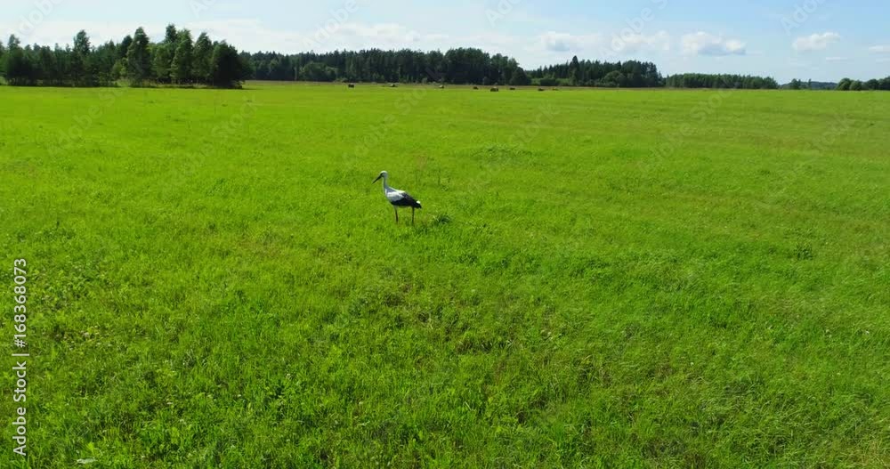 Low altitude aerial following stork bird walking over just cut grass ...